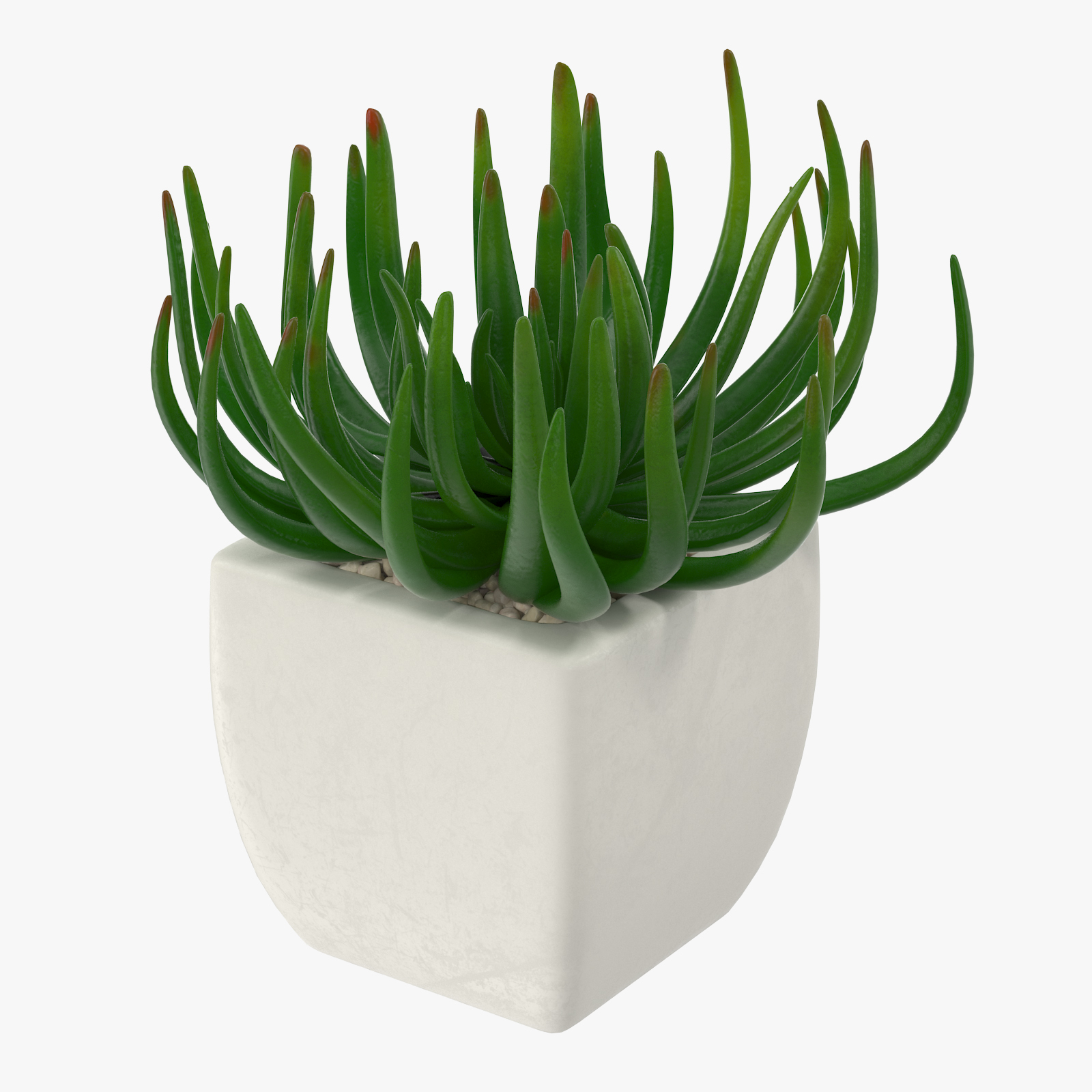 23 succulents 3d model