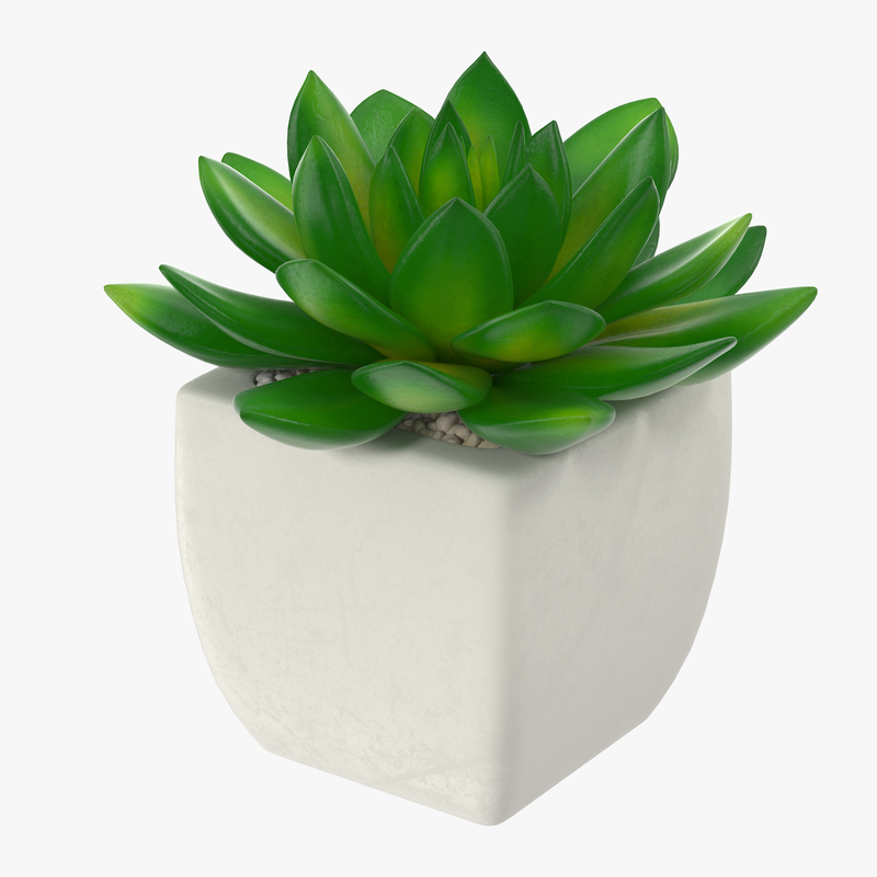 23 succulents 3d model