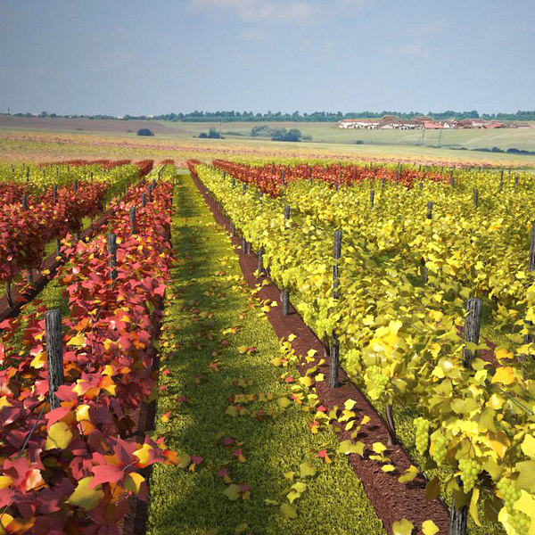vineyard pack 3d max