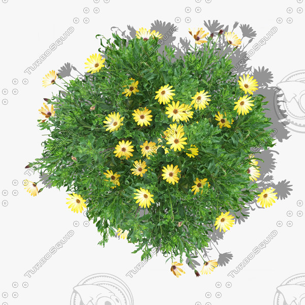 Texture TIFF plant flower tree