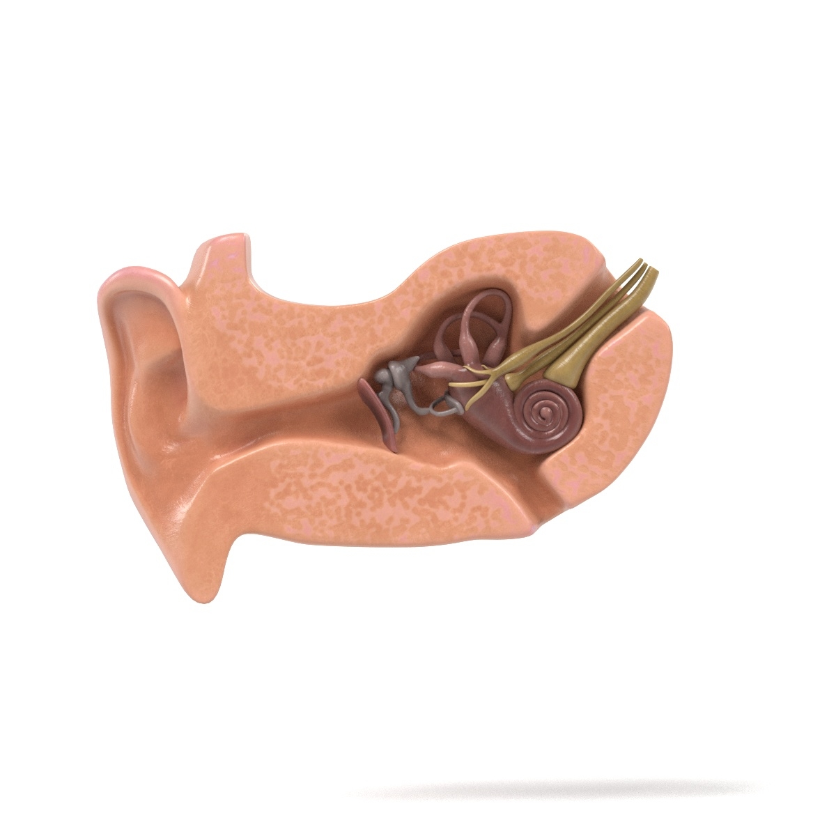 3d anatomy human model