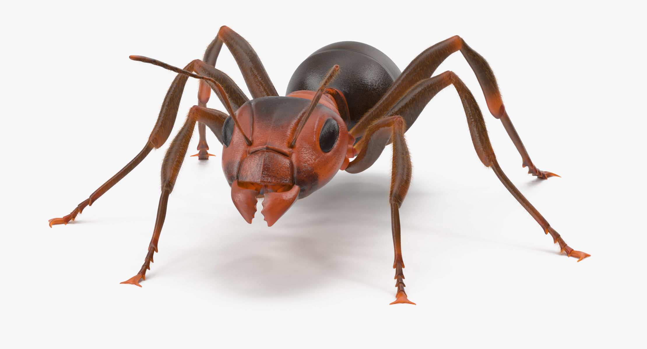 3d rigged ant - model