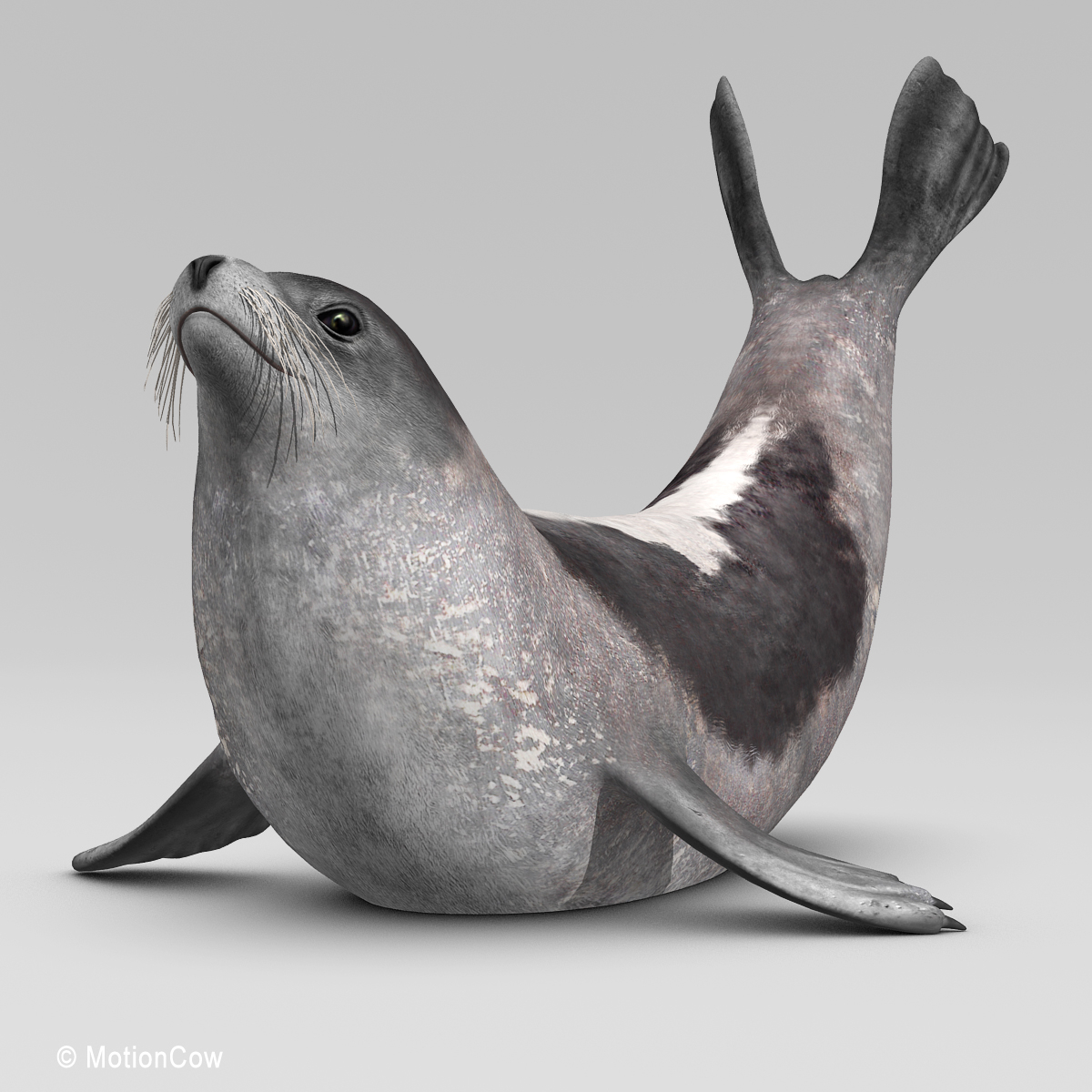 realistic harp seal adult 3d model