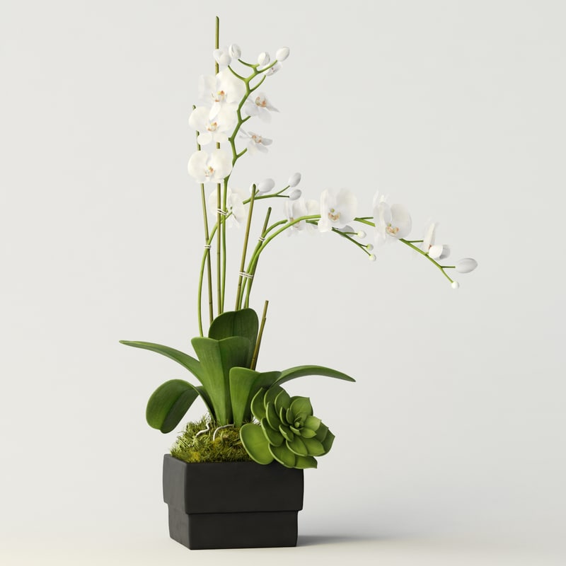 3d model of orchid