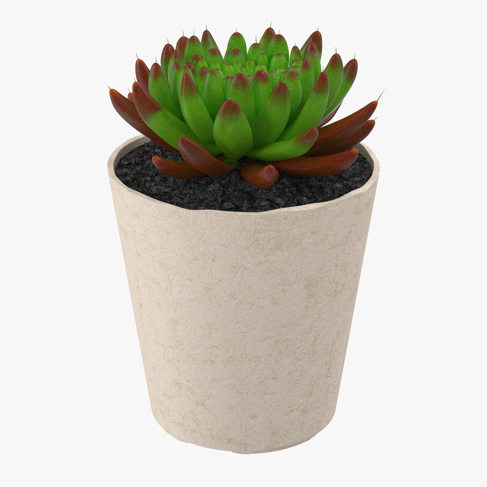23 succulents 3d model