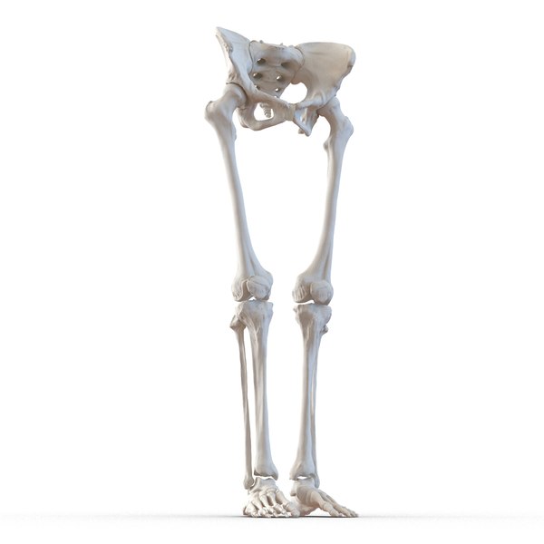 female lower body skeleton obj