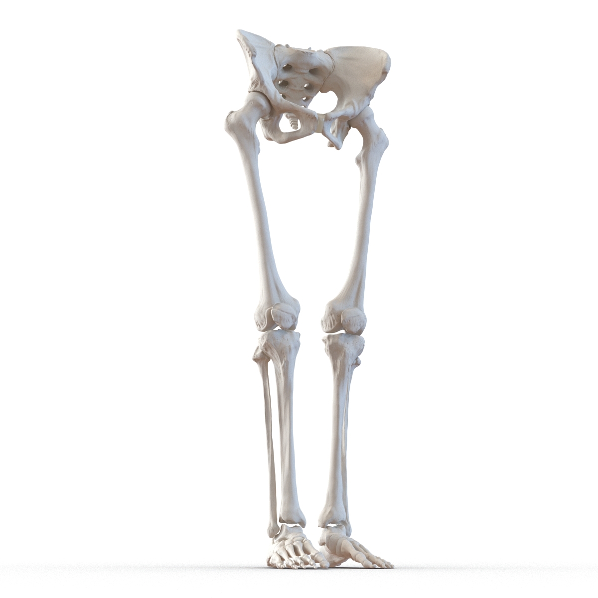 female lower body skeleton obj