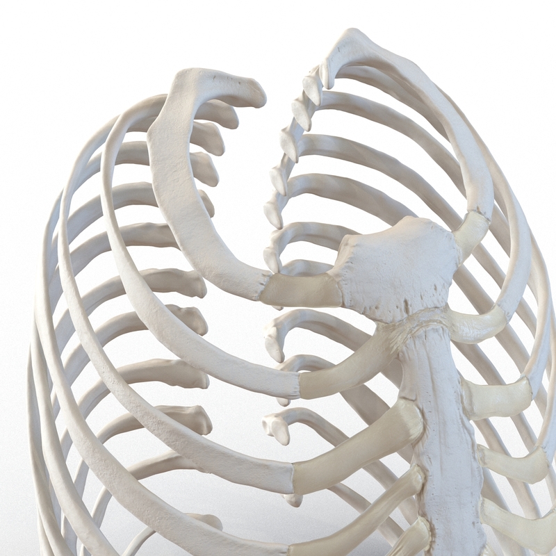 3d female ribcage skeleton