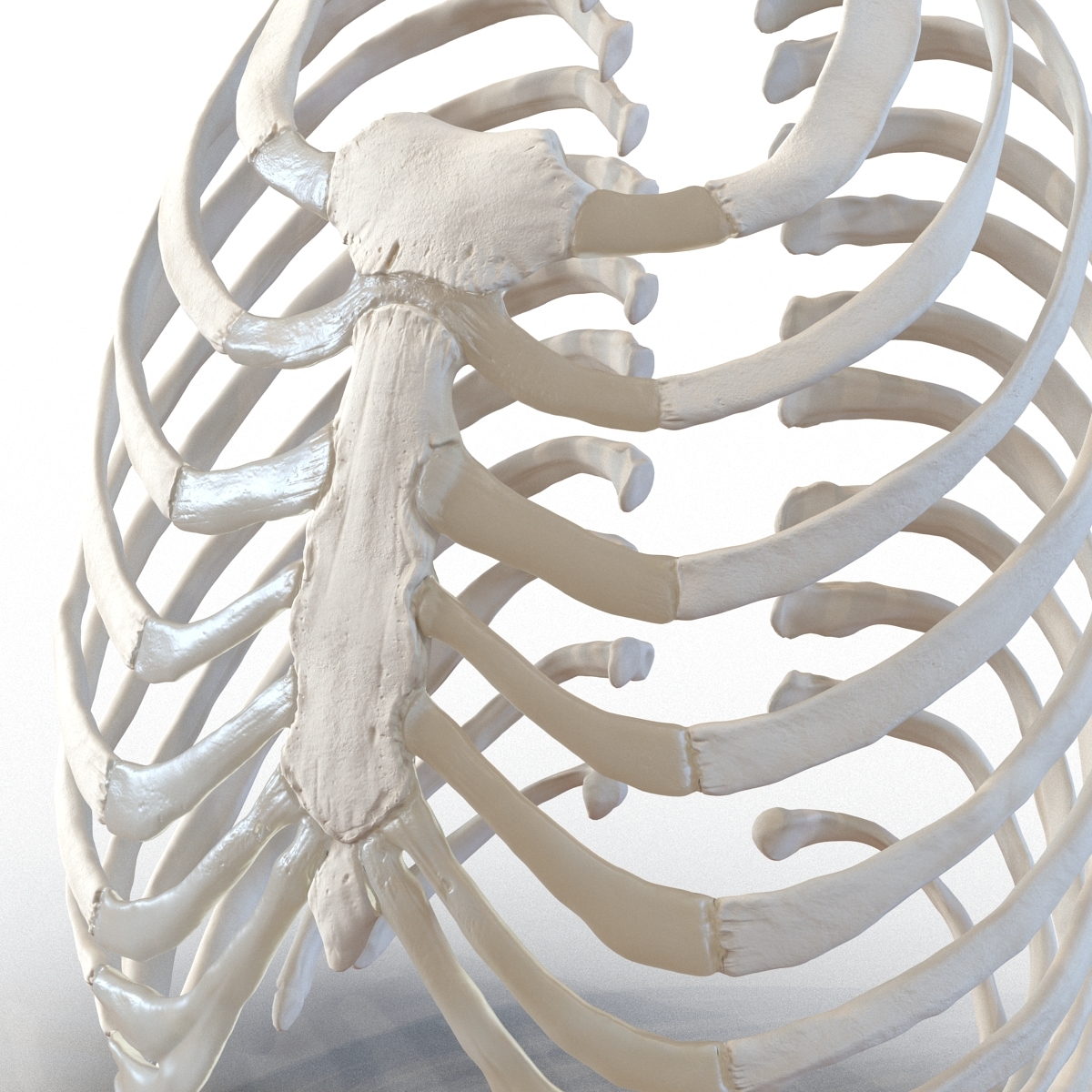 3d female ribcage skeleton