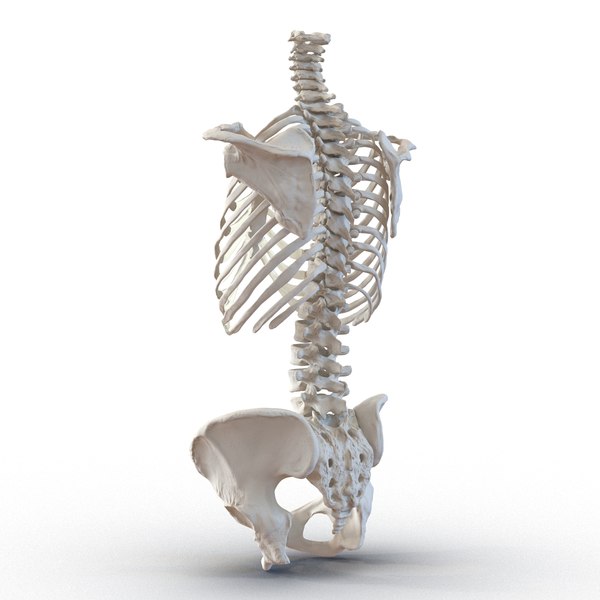 female torso skeleton 3d obj
