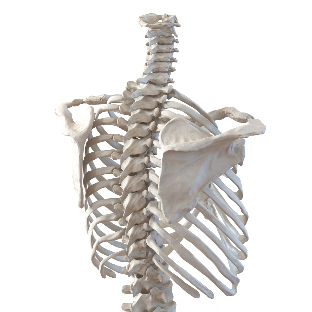 female torso skeleton 3d obj