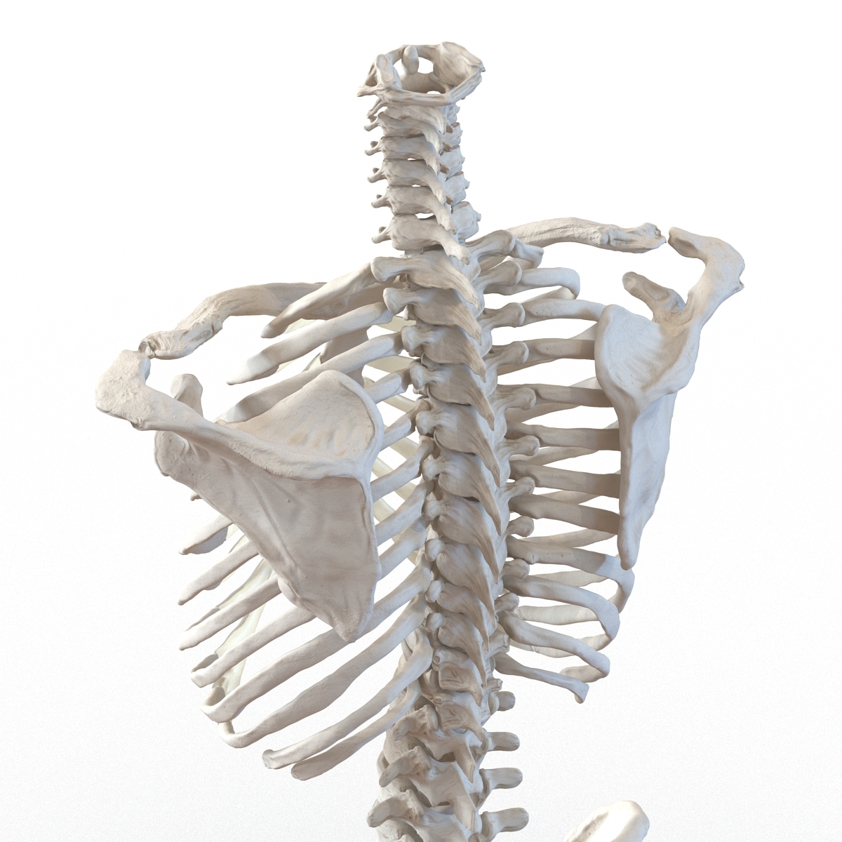 female torso skeleton 3d obj