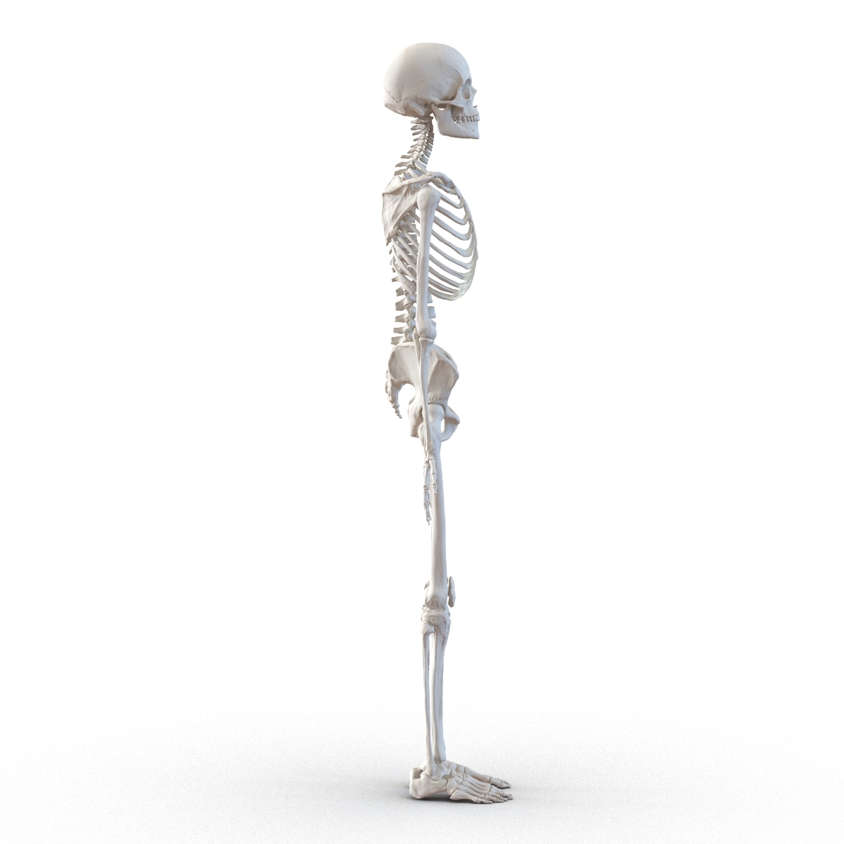 human female skeleton max