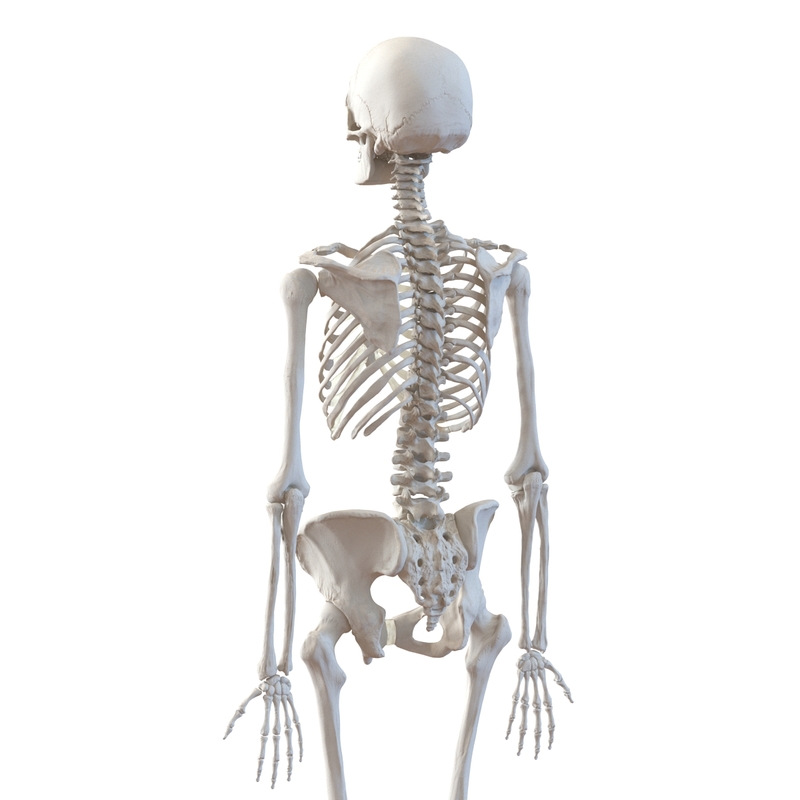 human female skeleton max