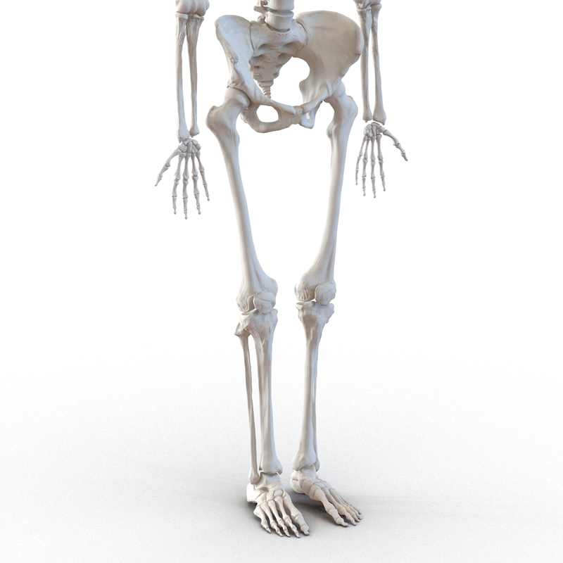 human female skeleton max