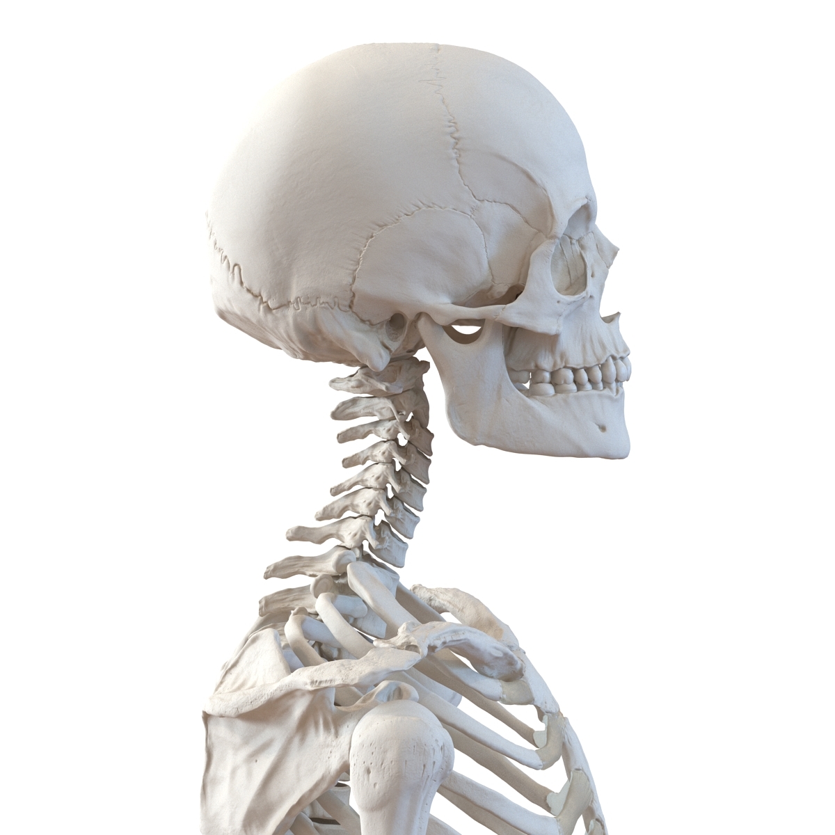 human female skeleton max