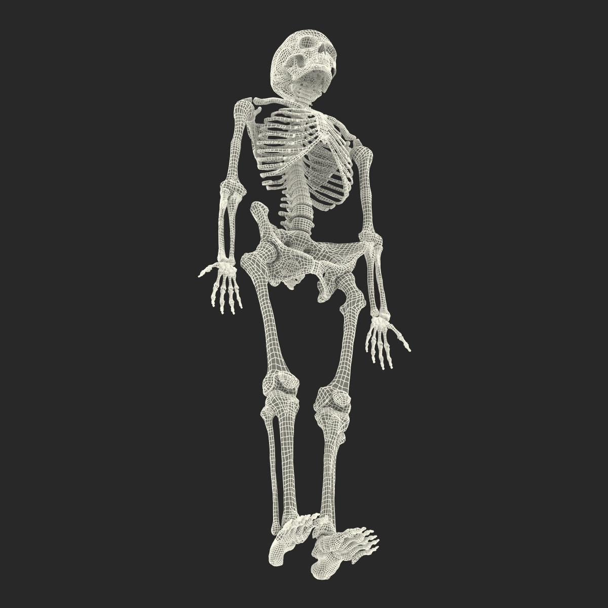 human female skeleton max
