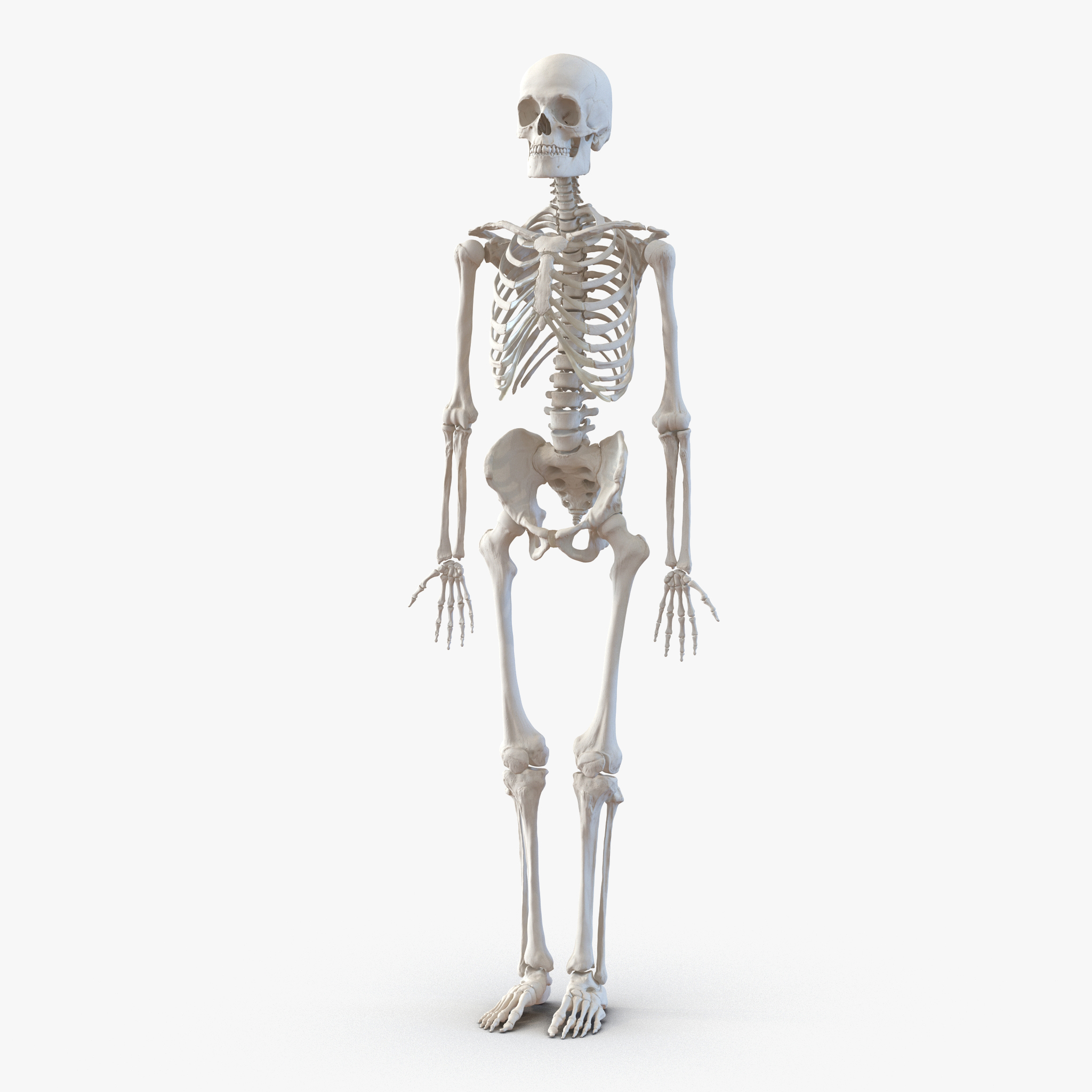 human male skeleton 3d c4d