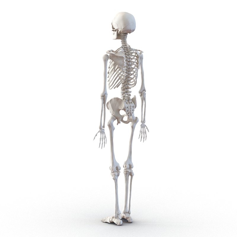 human male skeleton 3d c4d