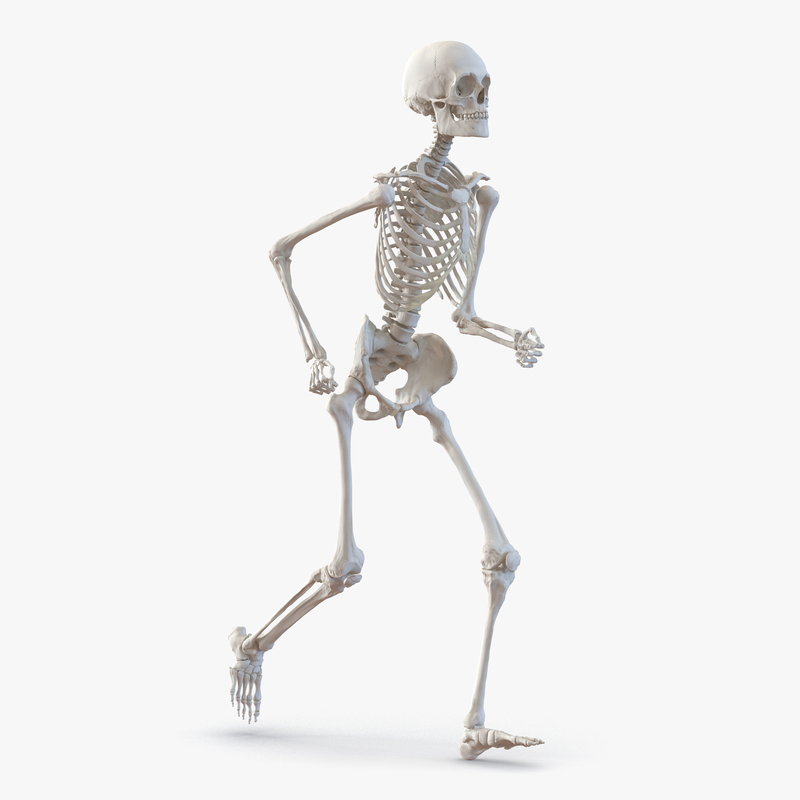 human male skeleton pose 3d 3ds