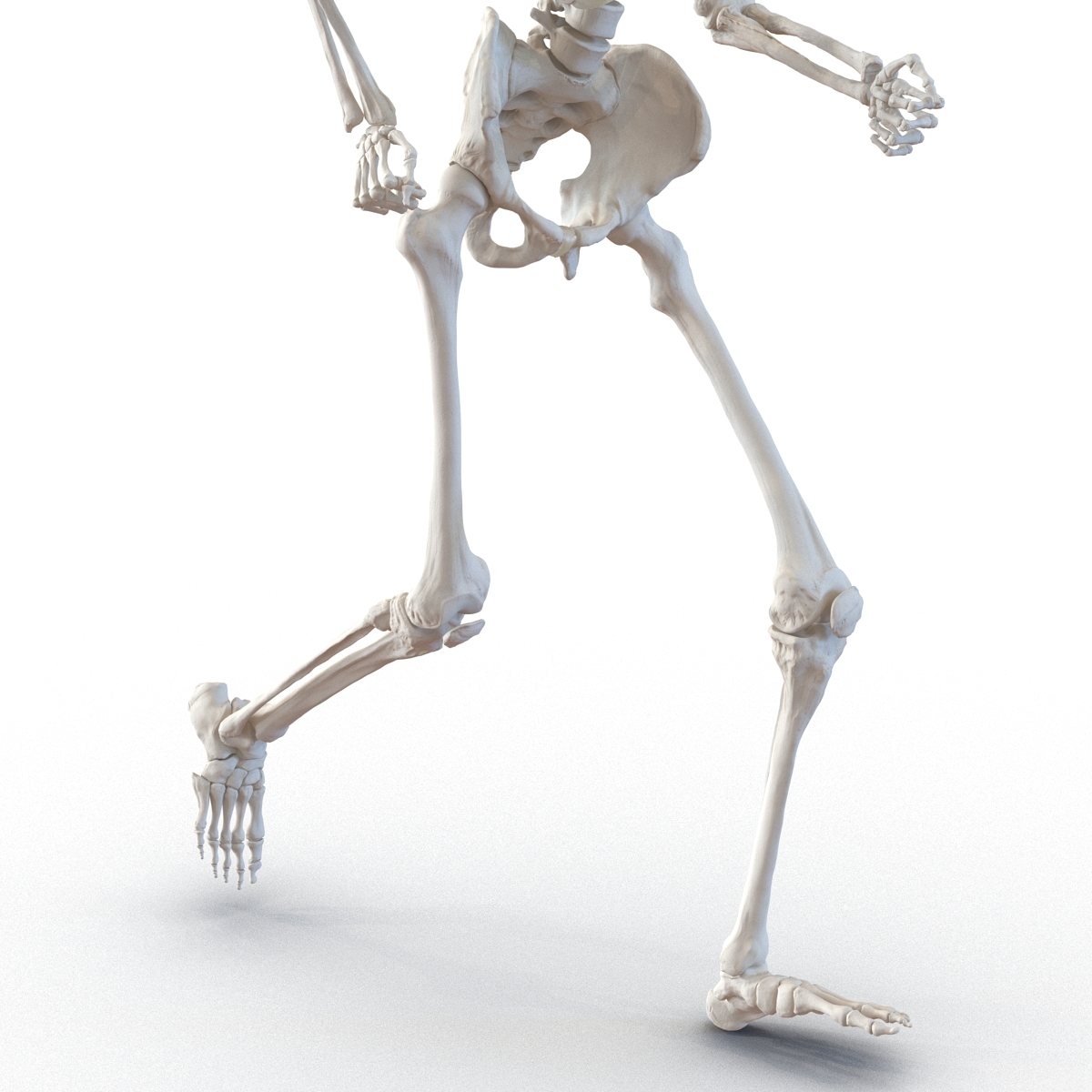human male skeleton pose 3d 3ds