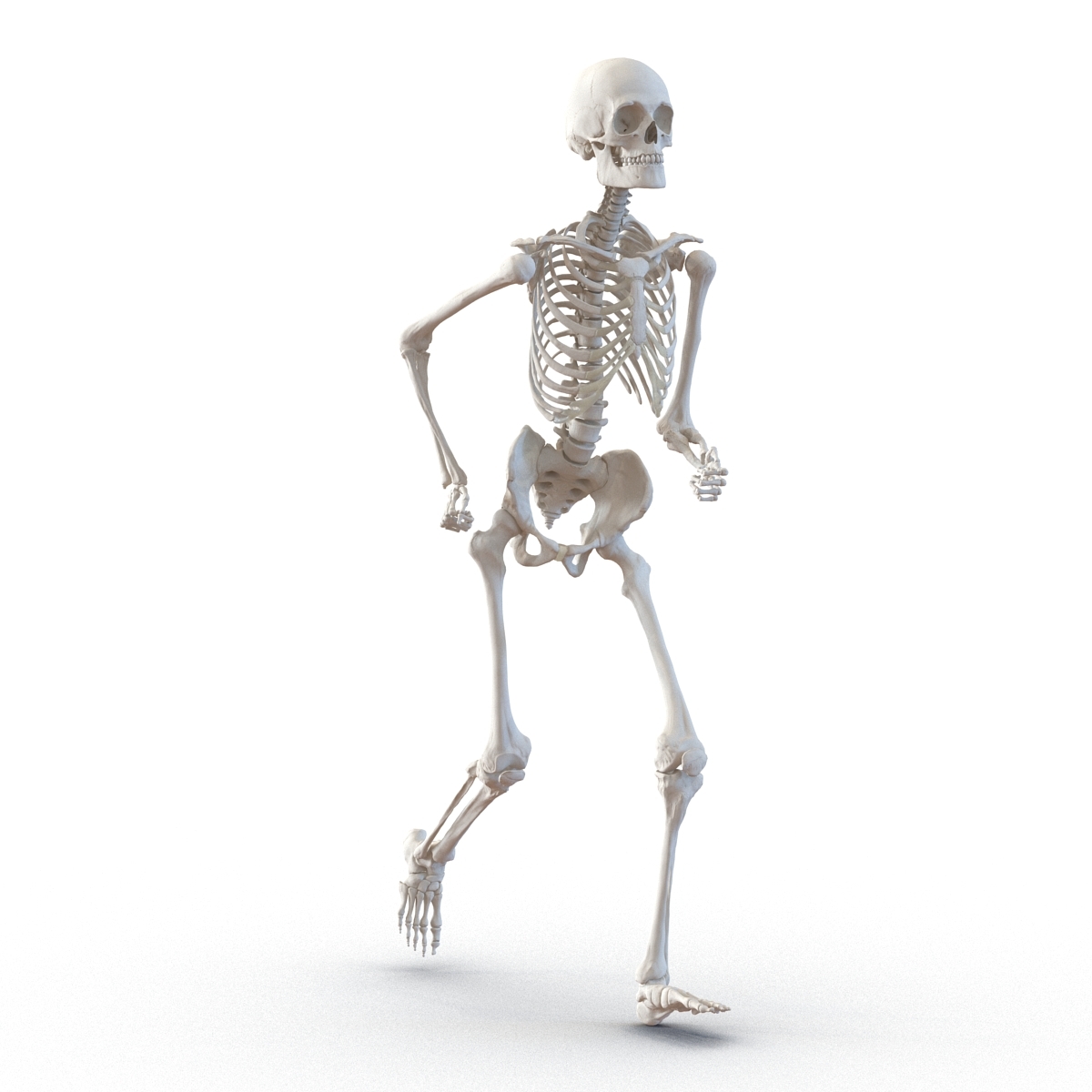 human male skeleton pose 3d 3ds