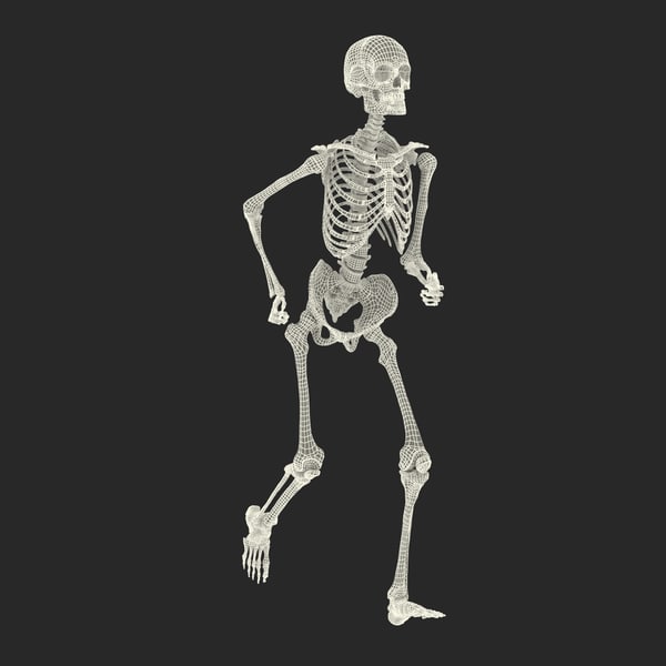 human male skeleton pose 3d 3ds