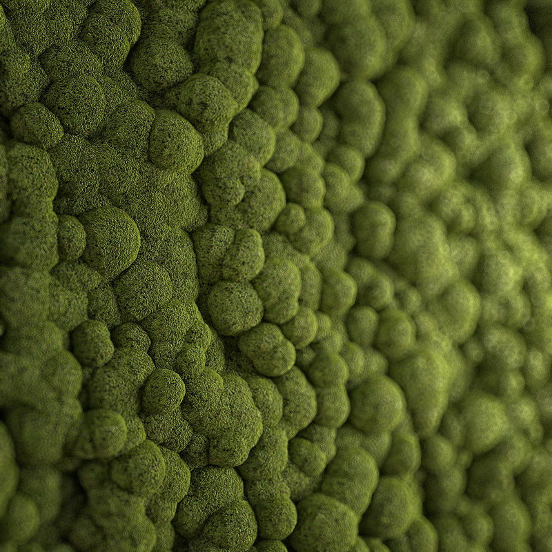 3d model photorealistic moss