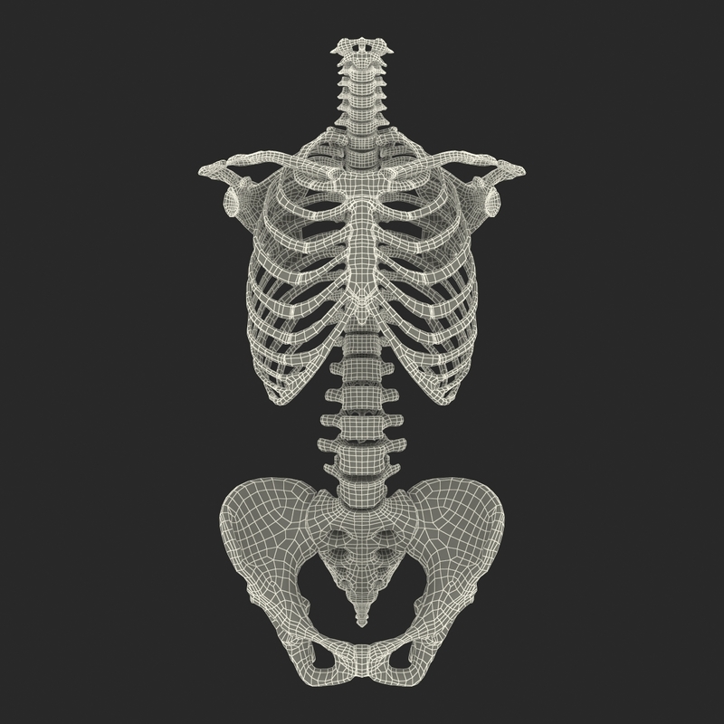 female torso skeleton 3d obj
