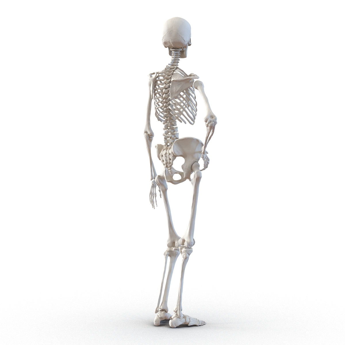 3d human female skeleton pose