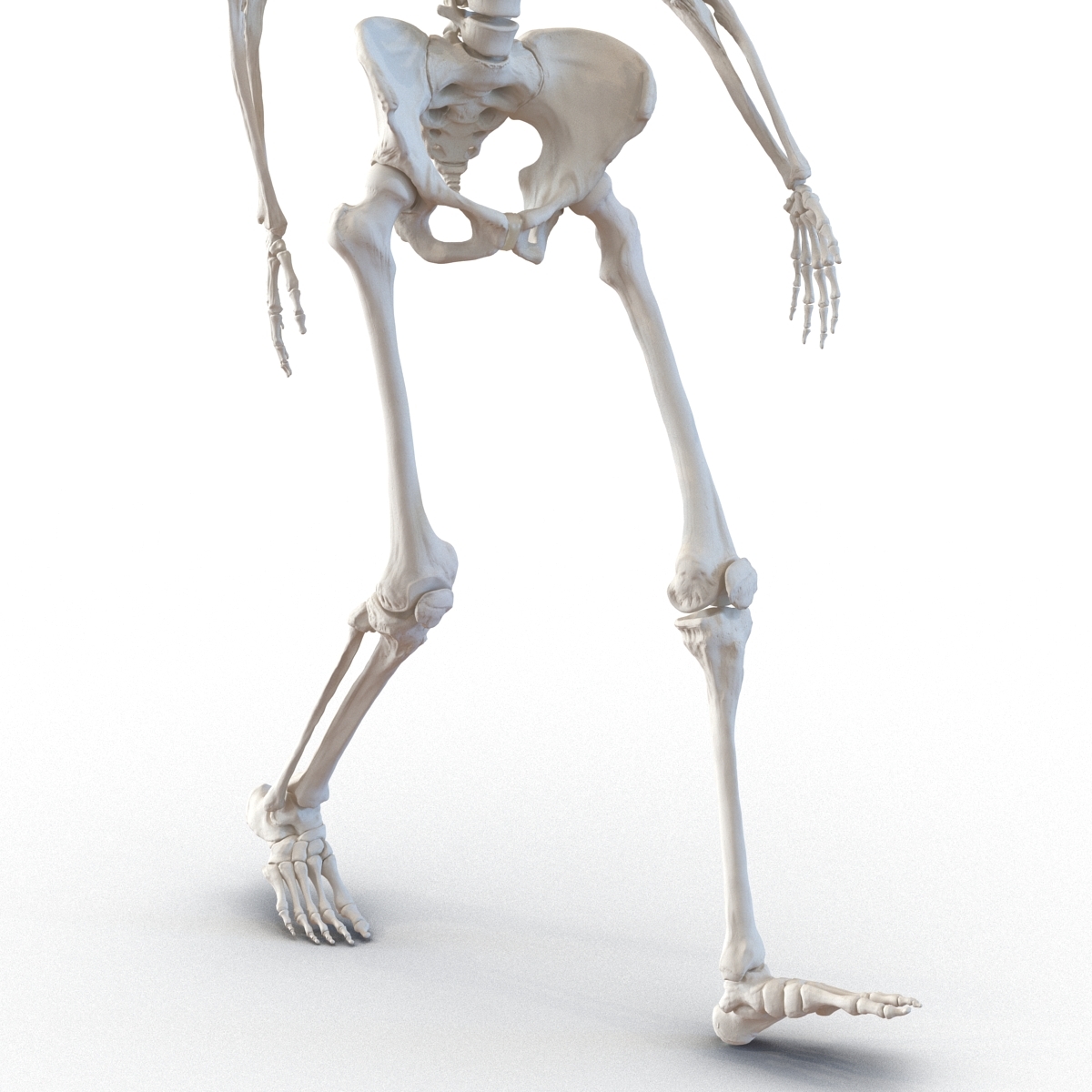 human female skeleton pose c4d