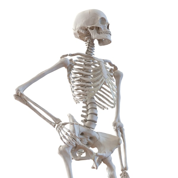 3d human female skeleton pose