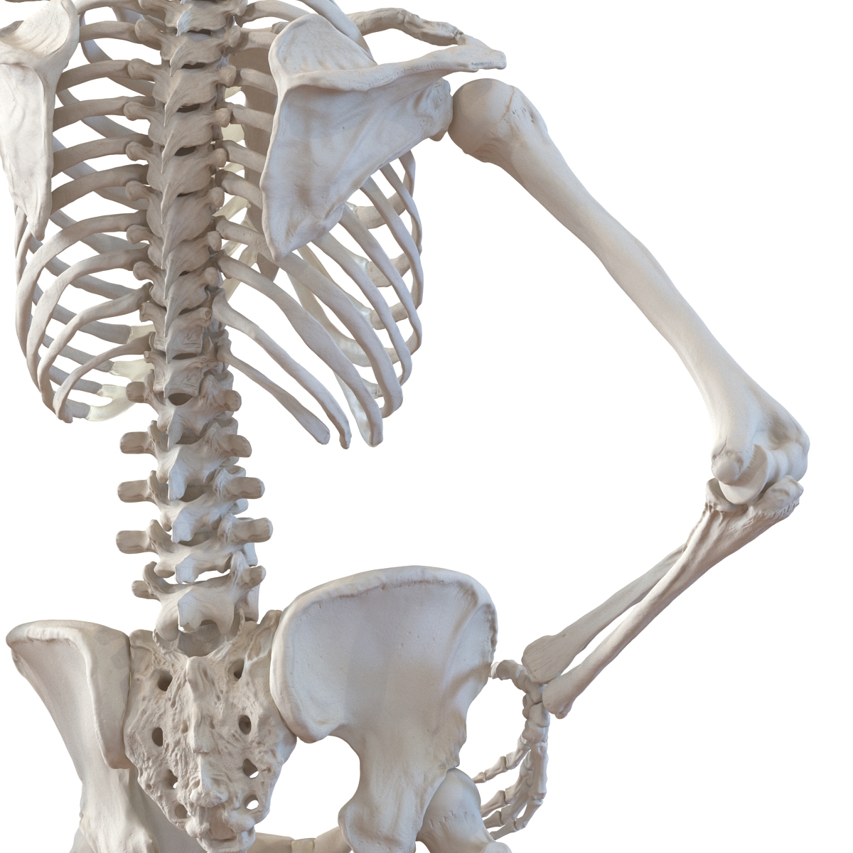 3d human female skeleton pose