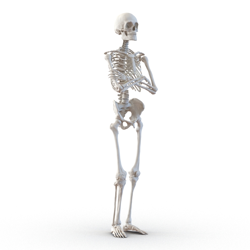 human male skeleton pose 3d model