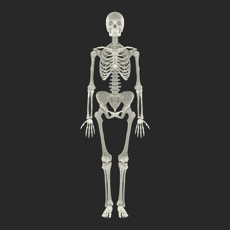 human female skeleton max