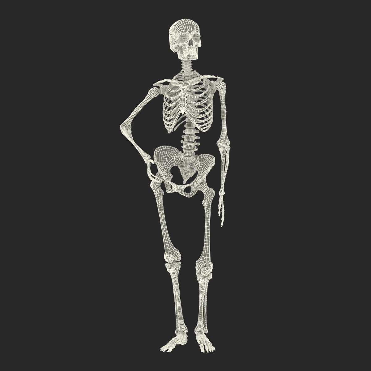 3d human female skeleton pose