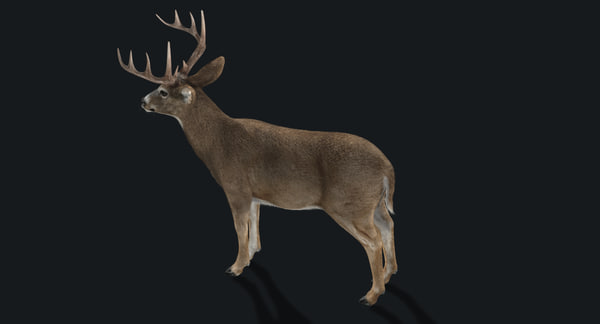 deer 2 fur 3d model