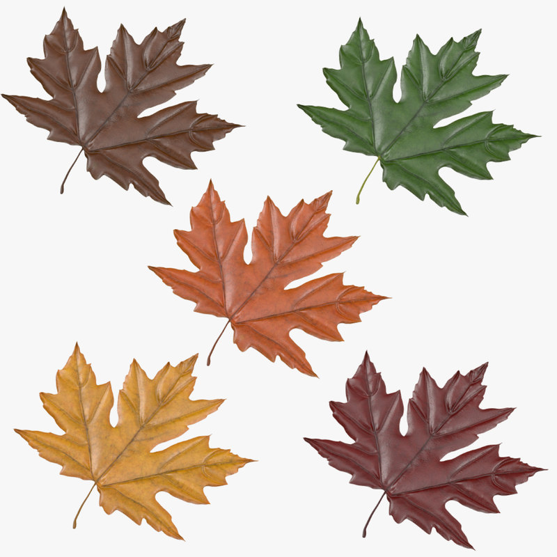 3d model maple leafs 05