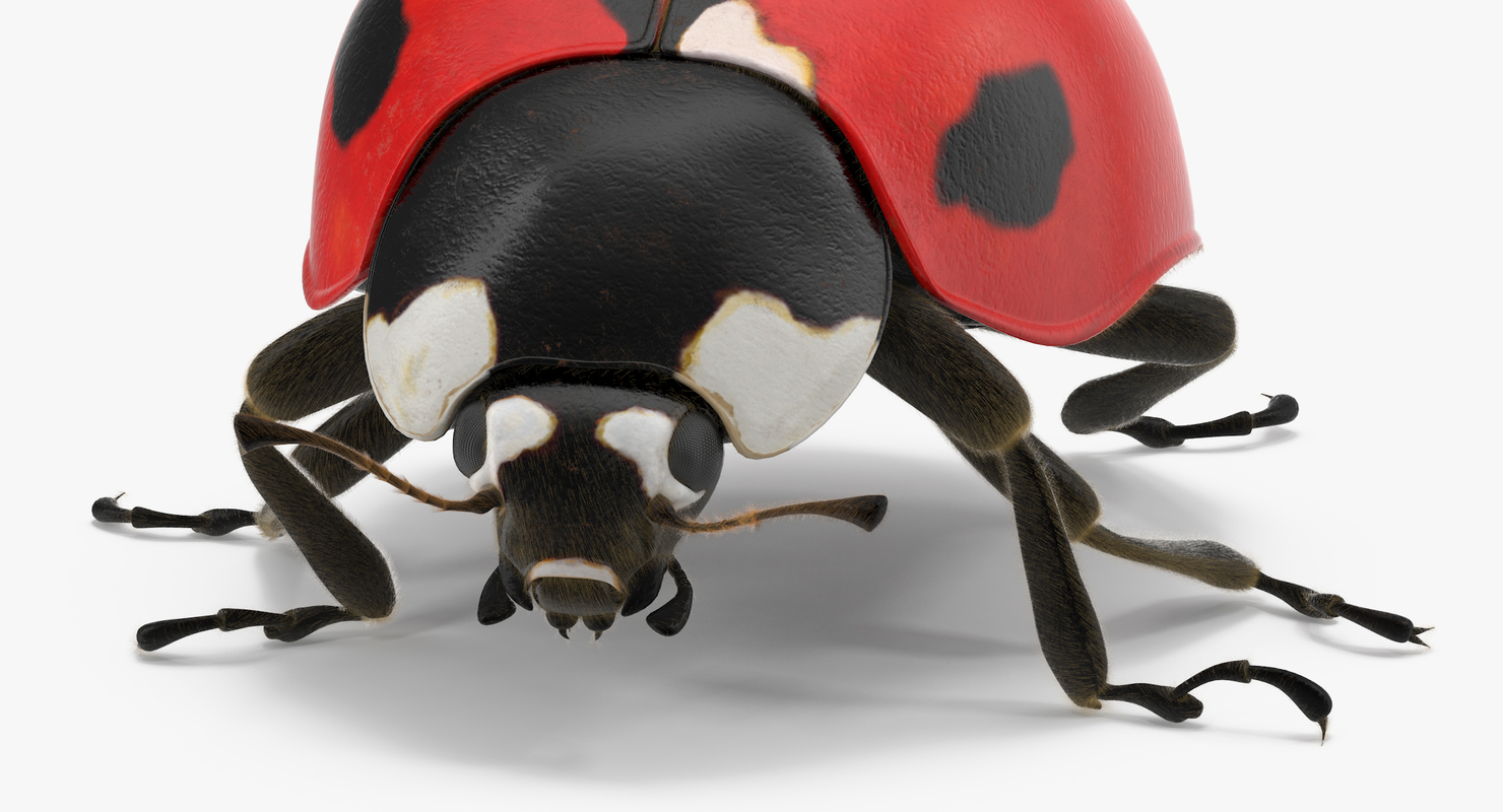 ladybug poses c4d