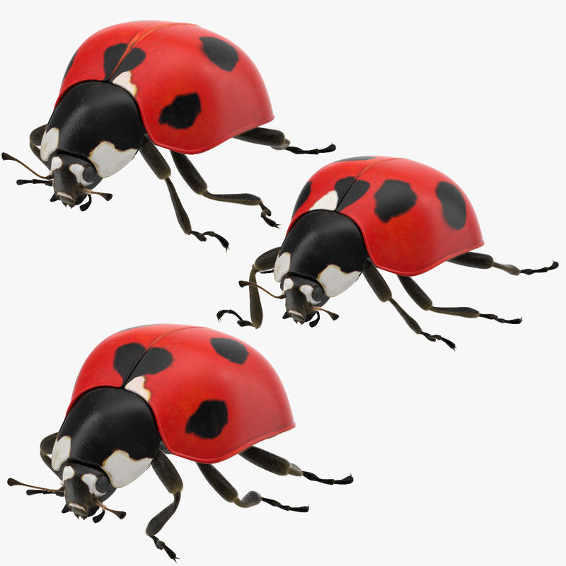 ladybug poses c4d