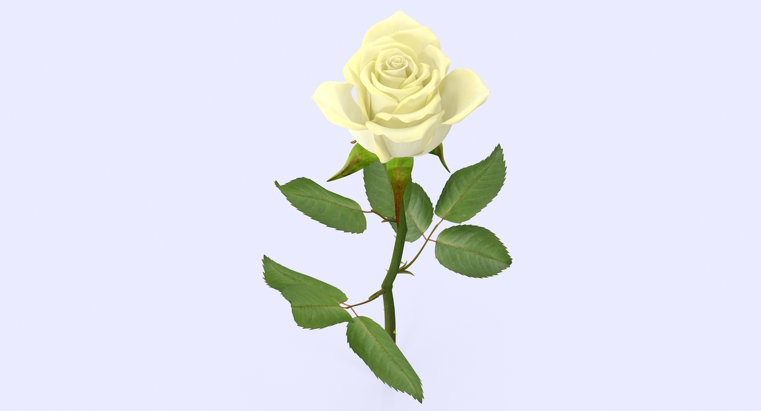 rose flowers 3d model