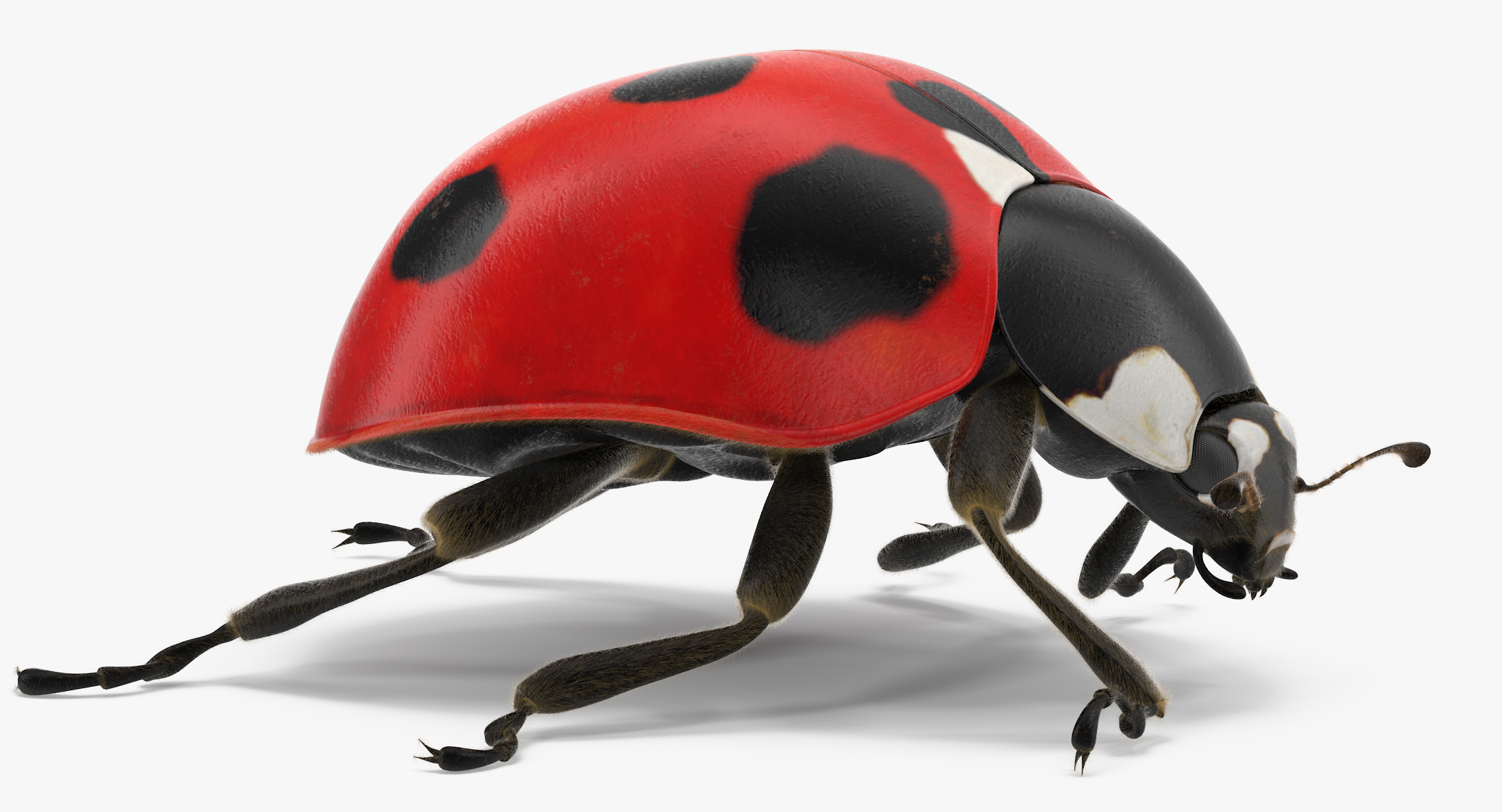 ladybug poses c4d