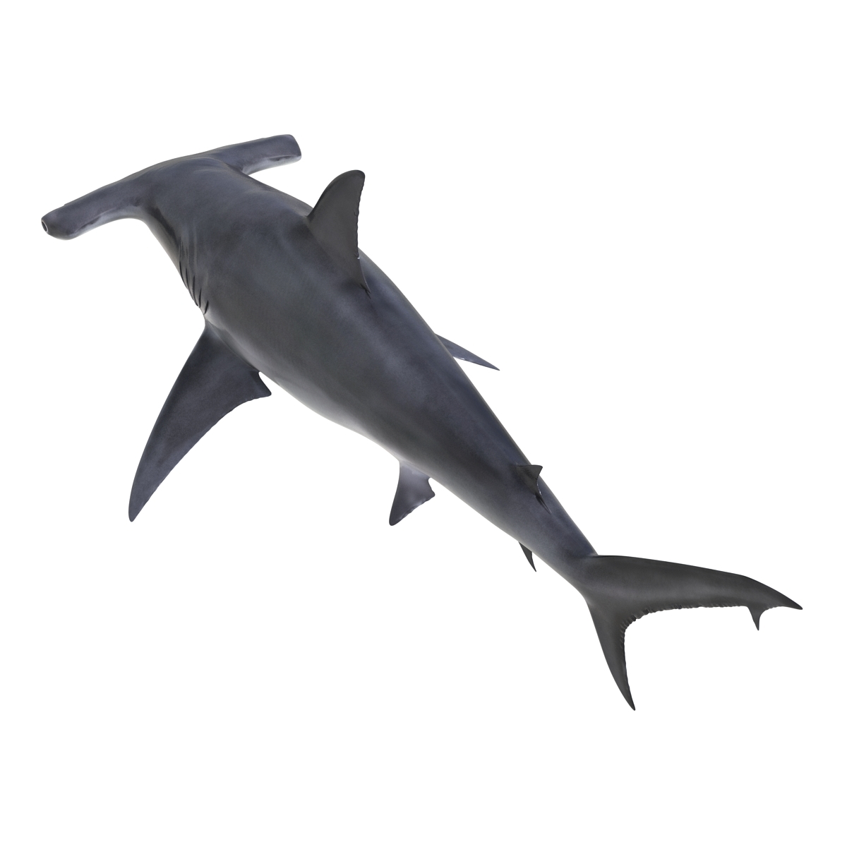 3d great hammerhead shark model