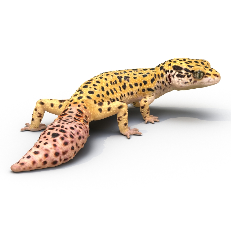 3d leopard gecko pose 4 model