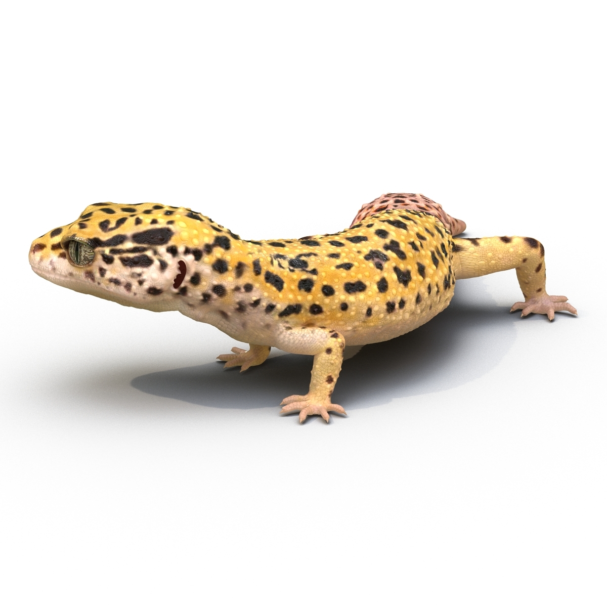 3d leopard gecko pose 4 model