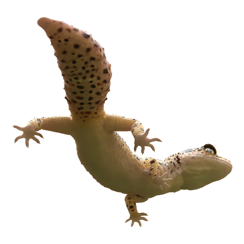 3d leopard gecko pose 4 model