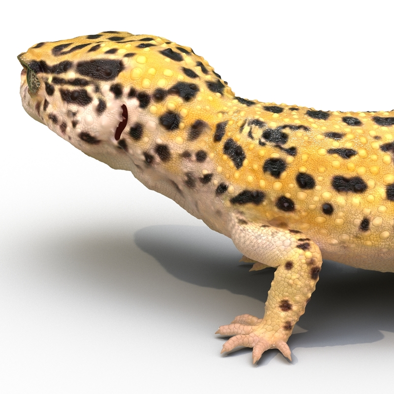 3d leopard gecko pose 4 model