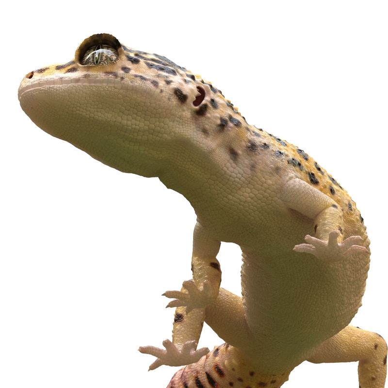 3d leopard gecko pose 4 model