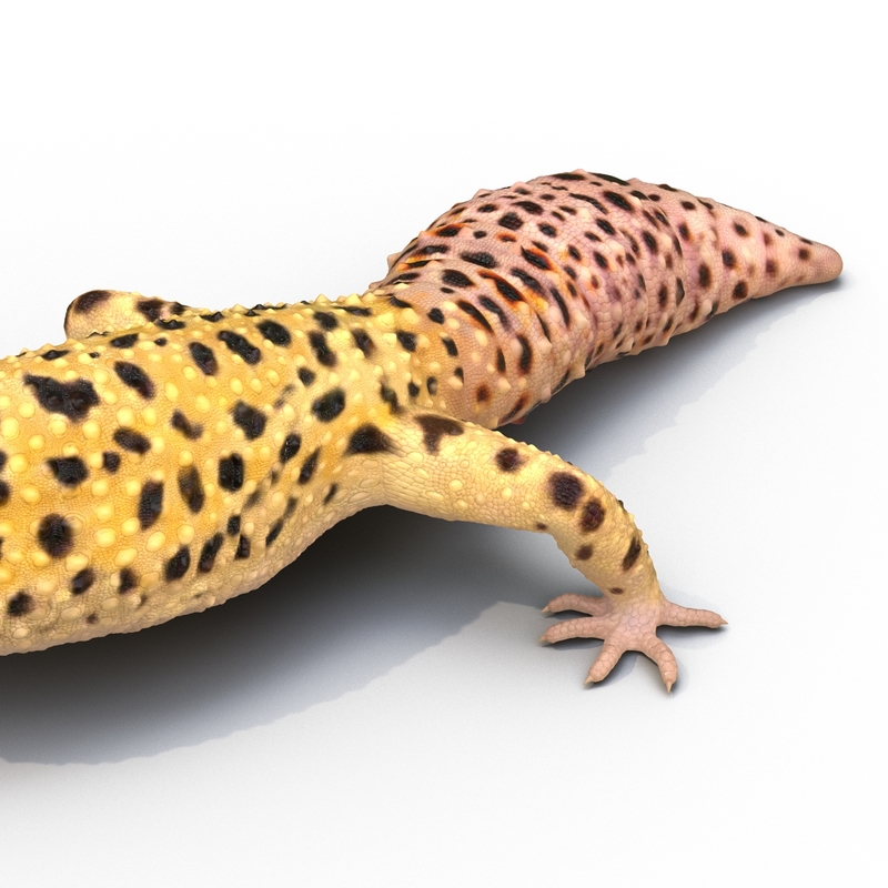 3d leopard gecko pose 4 model