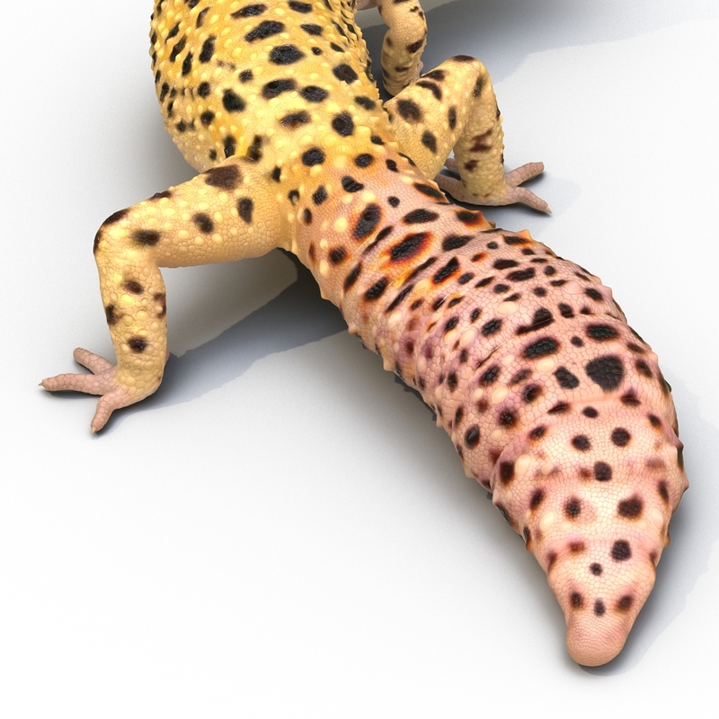 3d leopard gecko pose 4 model